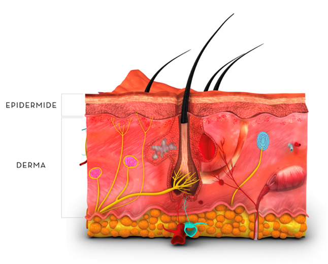 Microblading 2.0: CAPITOLO 5 - ANATOMIA DELLA PELLE / SKIN ANATOMY